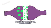 2分钟神经科学_动作电位