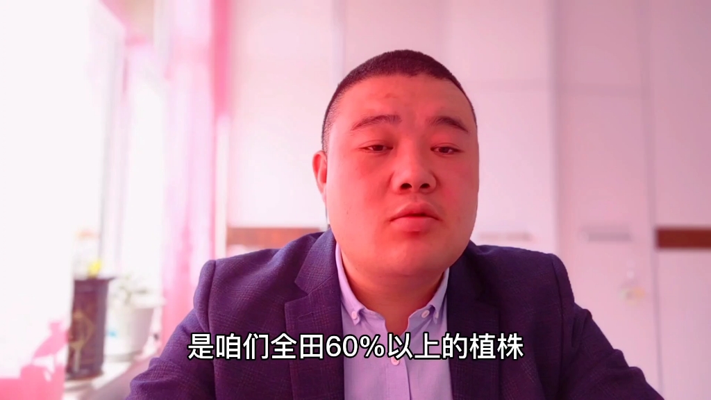 小白说玉米:玉米生长期有几个阶段?