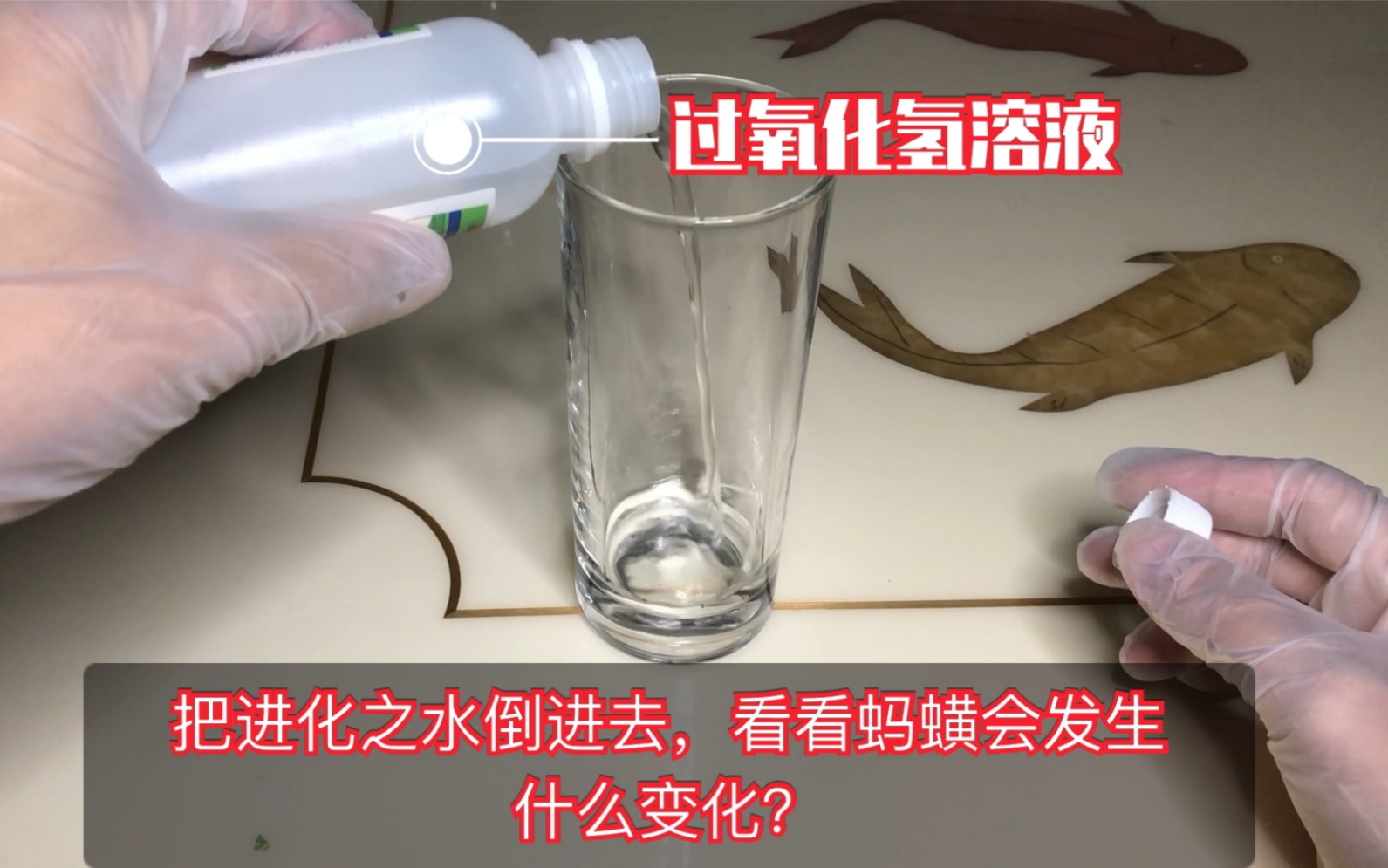 把过氧化氢溶液给蚂蟥(水蛭)用后,它会发生什么情况?重口慎入