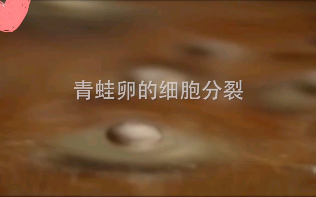 青蛙卵的细胞分裂