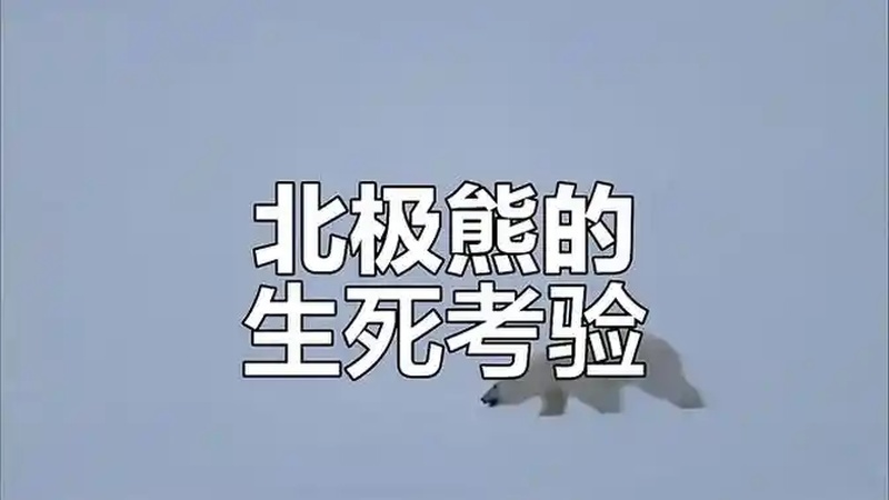 北极熊如何应对全球变暖?捕食驯鹿能否生存