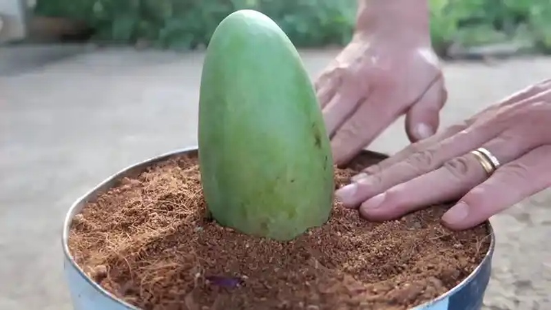 一整个芒果,埋花盆里,喷点水,这样种芒果,可以成功吗?