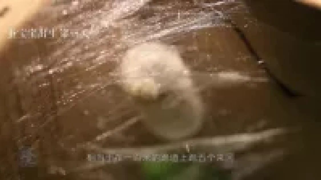 蚕的生长全过程高清视频,从蚕卵到结茧成蛾 再产卵的一世轮回