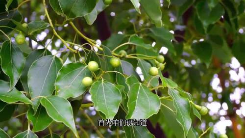 香樟四季常青?真相揭秘,很多人都搞错了!