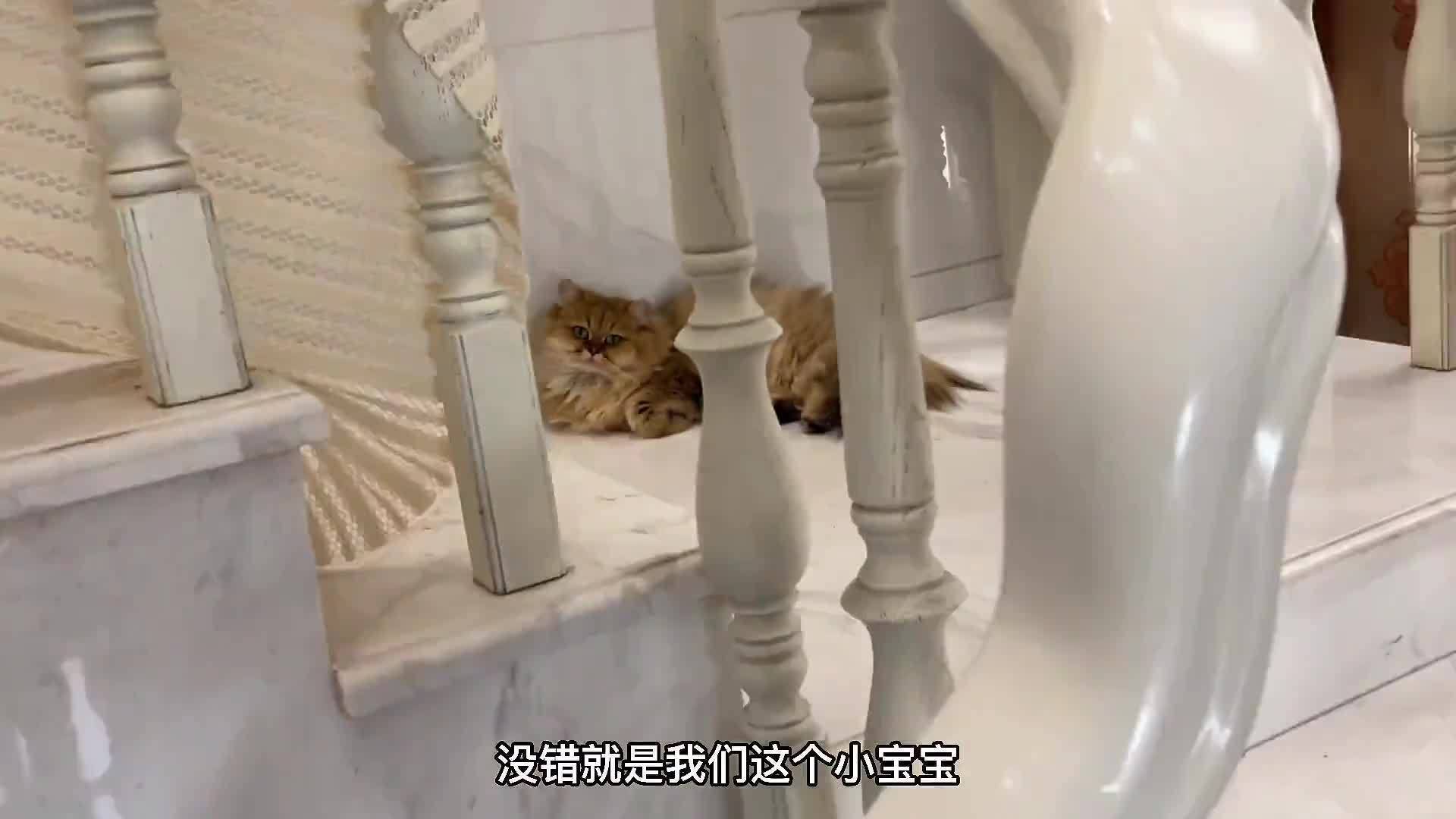 今天翻新了一只2年没洗过澡的猫#动物图鉴