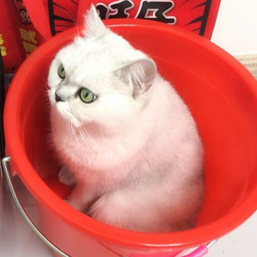 袈裟_咪 