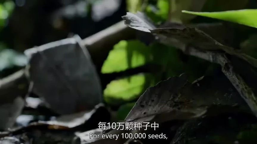延时摄影,1分钟带你感受藤蔓发芽攀爬的生长之美