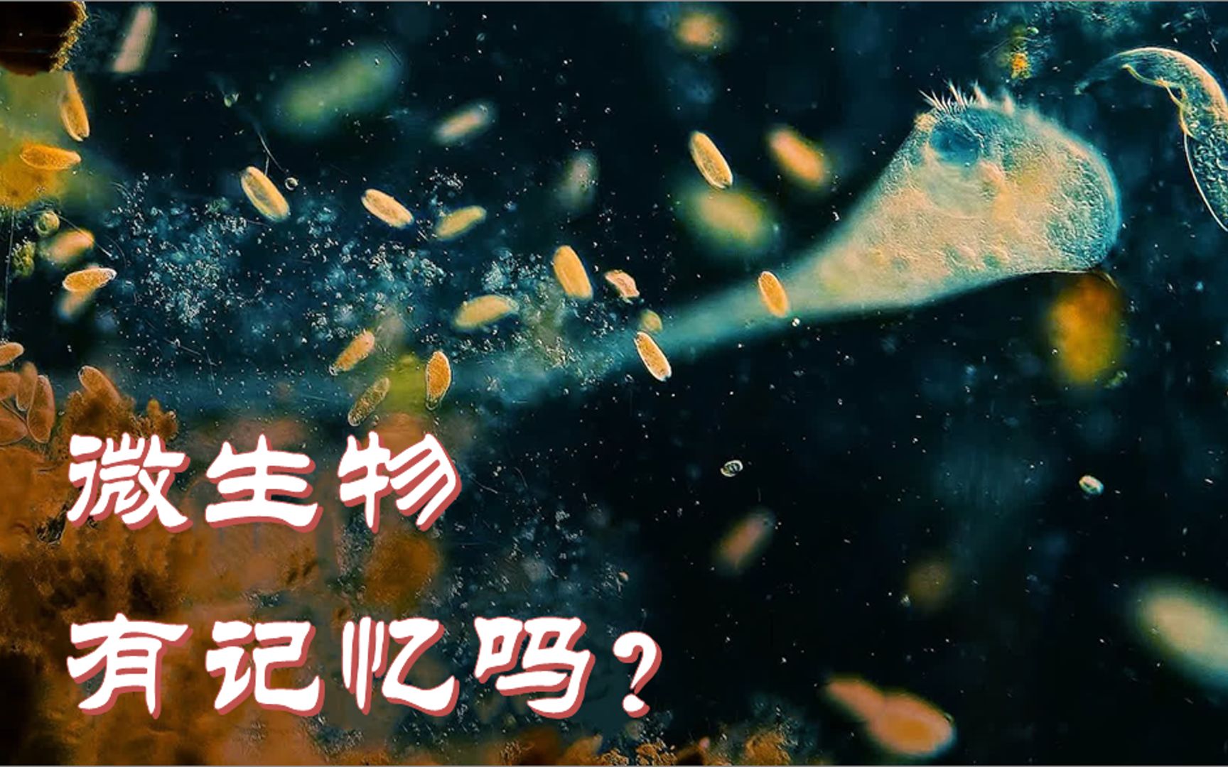 进入奇幻美妙的微生物世界看看微生物是如何思考和记忆的?