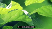 喝桑叶水对身体好处多多?不仅促进通便,还对降血压有辅助作用?