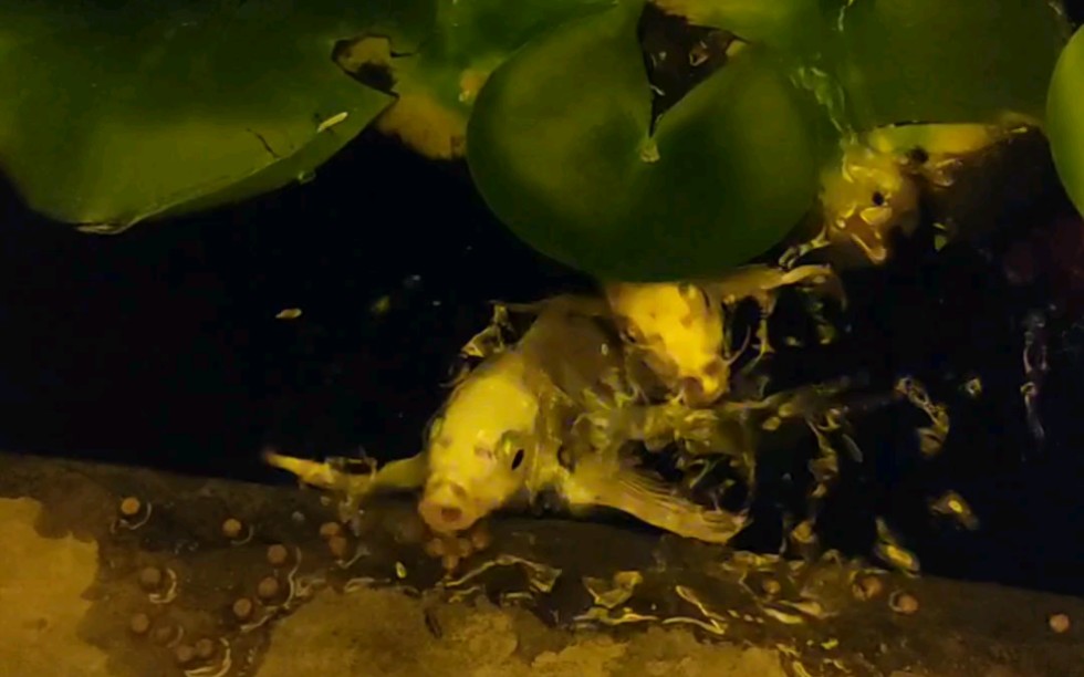 室外无电过滤生态小鱼池运行一个月