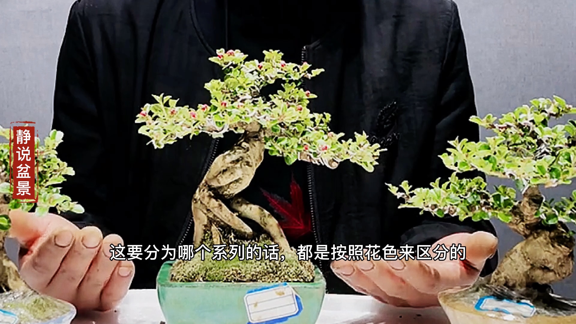 区分荀子盆景不迷路,红花是平枝荀子落叶,白花为珍珠荀子不落叶