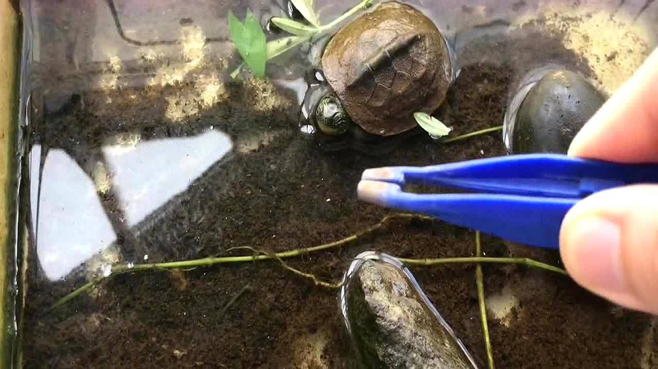 小姐姐在超市买了一只小乌龟,却不知道如何养?养龟大师教你一招