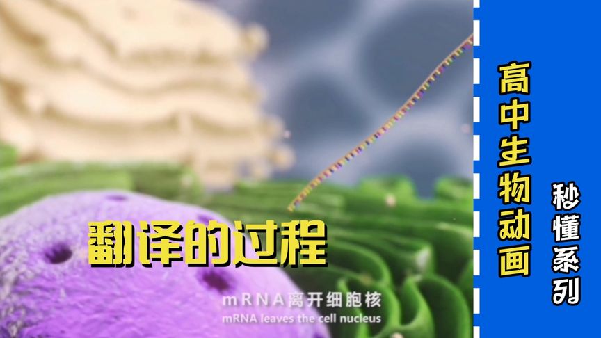 高中生物动画秒懂系列——翻译的过程