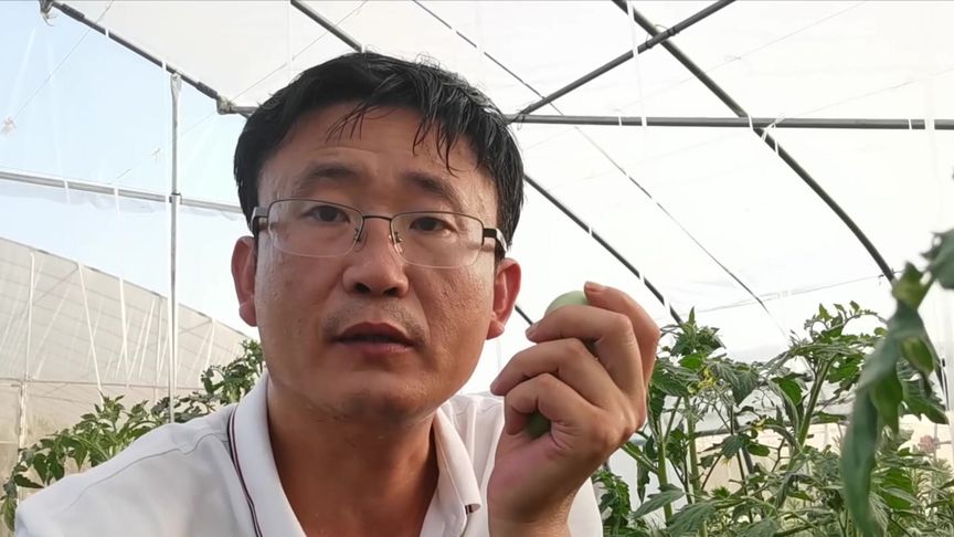 可惜了,这么好的番茄直接扔,专家种植方法很特别