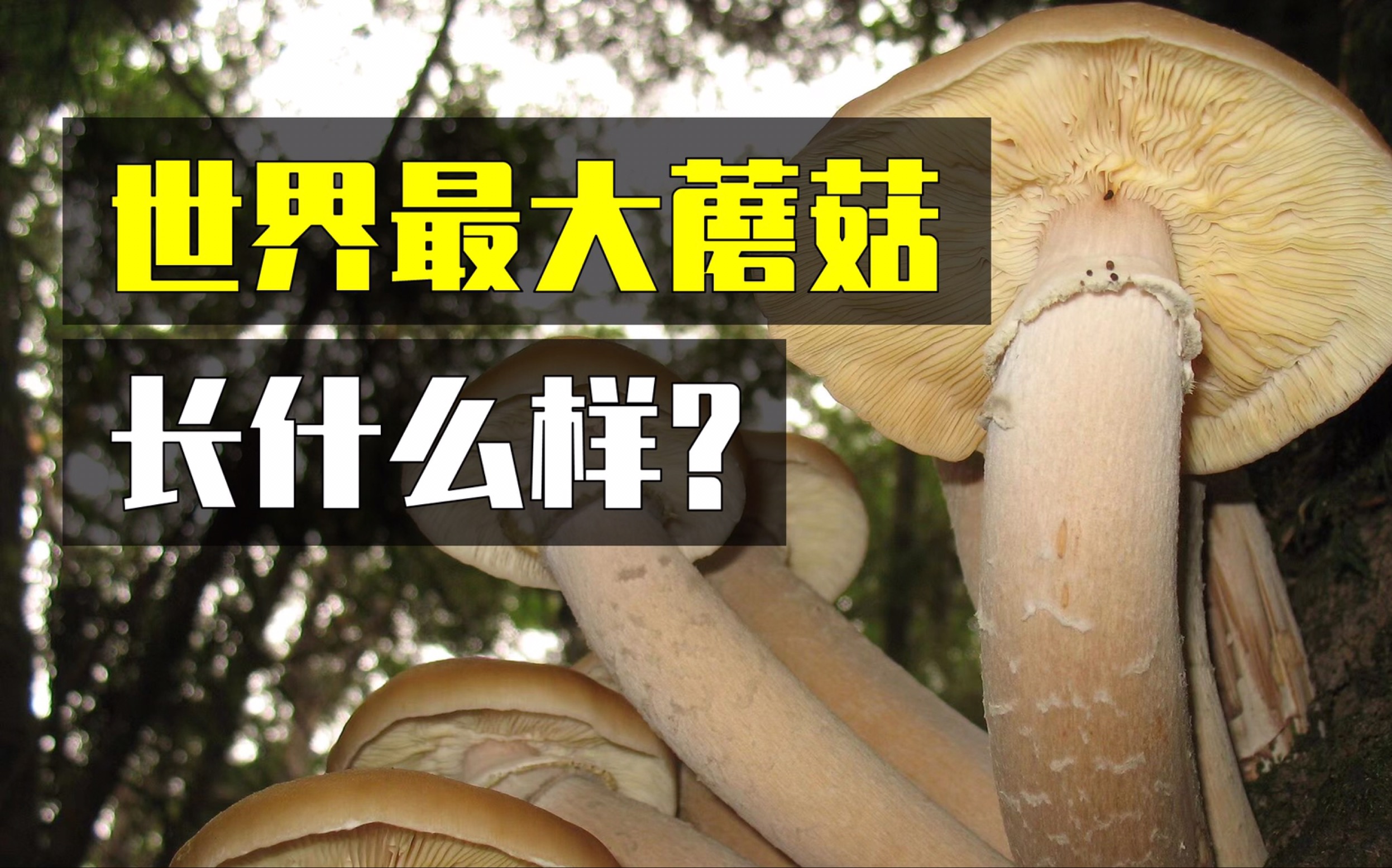 世界上最大的蘑菇长什么样?
