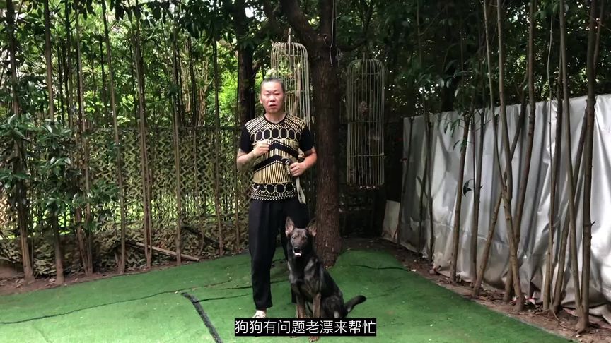 【养狗小白入门指南】狗狗牵引带(牵狗绳)之 半控链到底怎么用