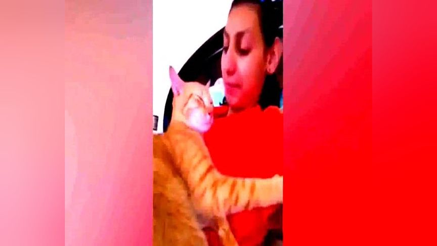从没见过这么会撒娇的猫咪,爱撒娇世界排名第一