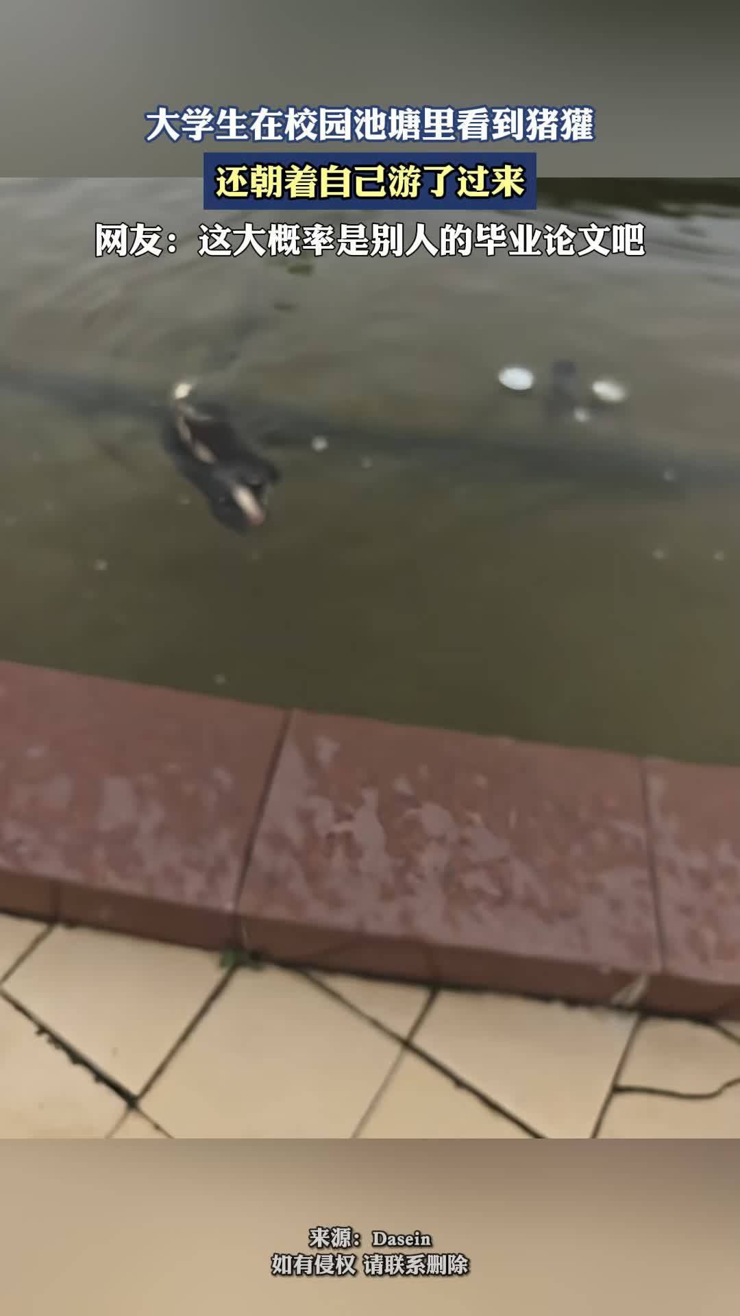 大学生在校园池塘里看到猪獾,还朝着自己游了过来。