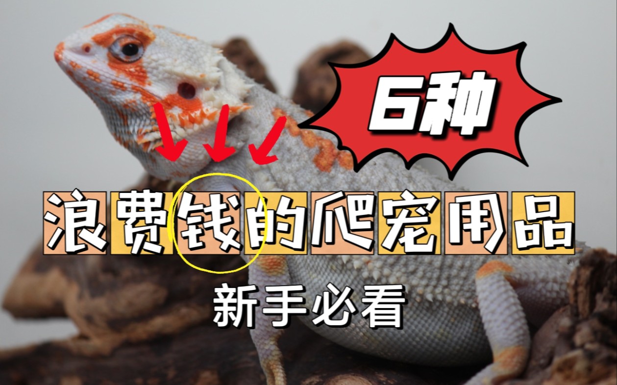 6种浪费钱的爬宠用品 | 不如用这些来代替