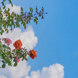 Garcia_圆圆 