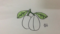 教你杏子的画法,非常简单!