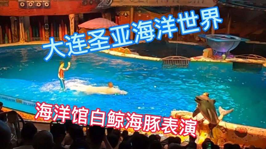 大连圣亚海洋世界《海豚湾之恋》精彩互动表演,看到海豚好激动