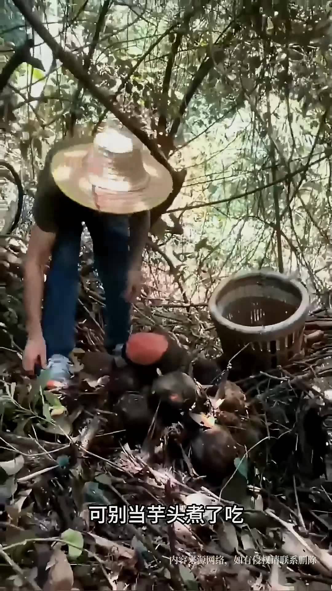 这个东西,可是一种很贵的中药材呢。