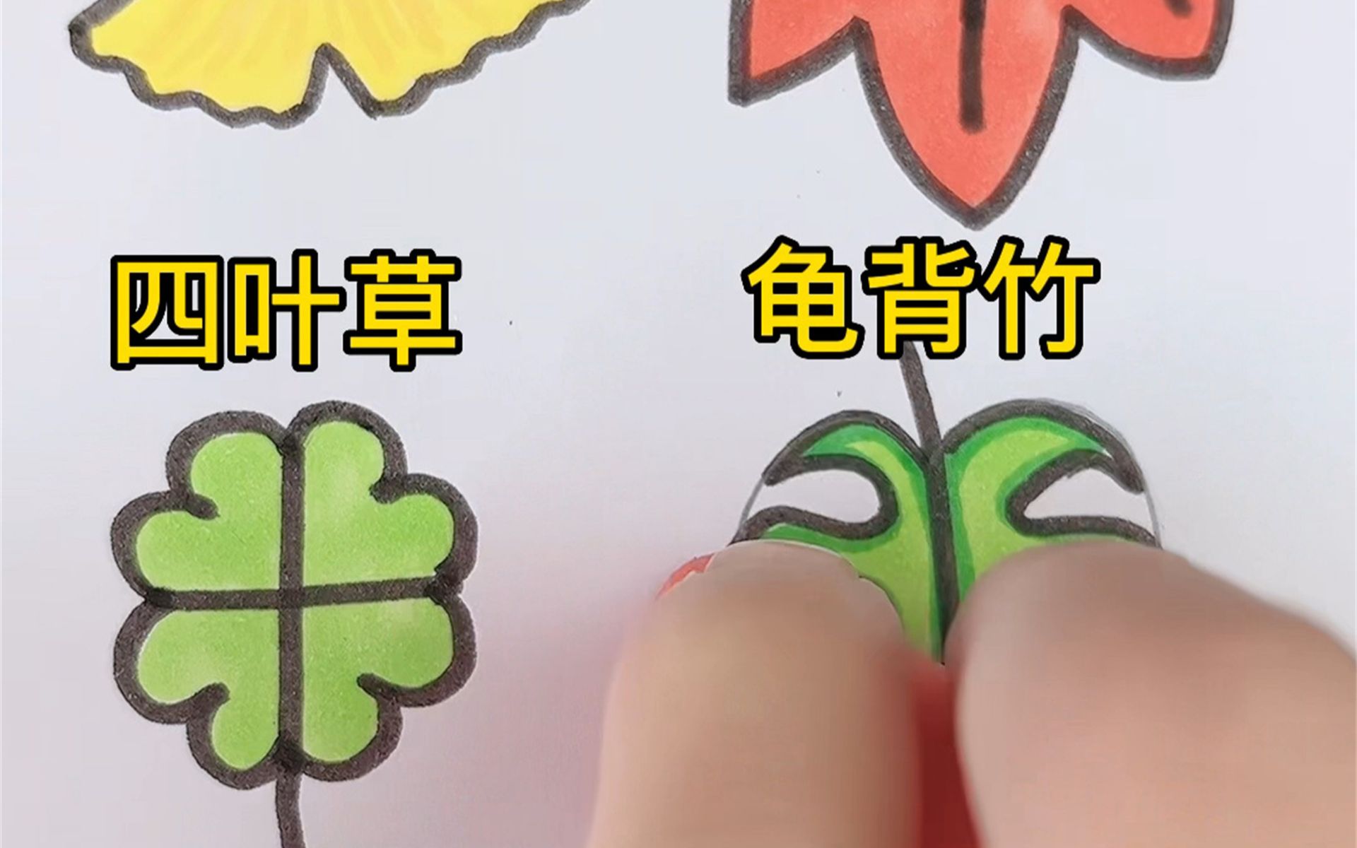 简笔画树叶,你认识几种