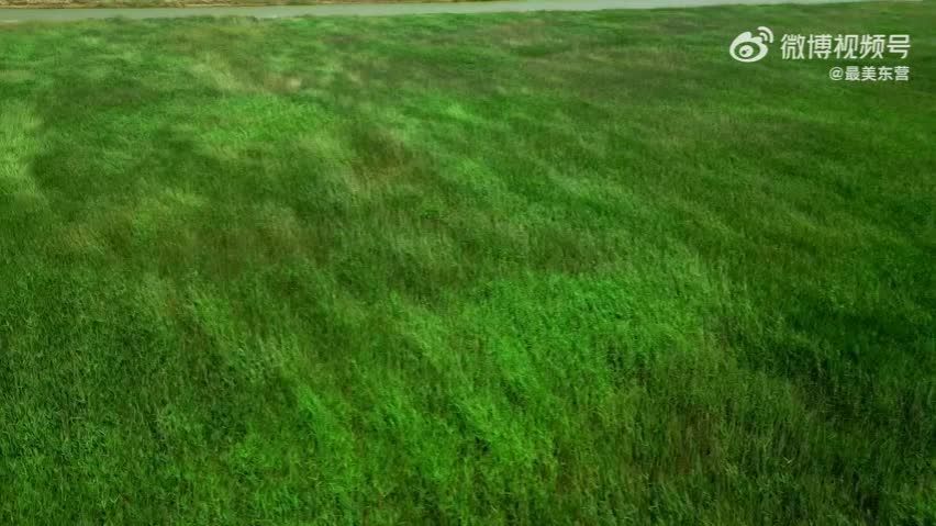 视频|沉浸式感受黄河三角洲生物多样性