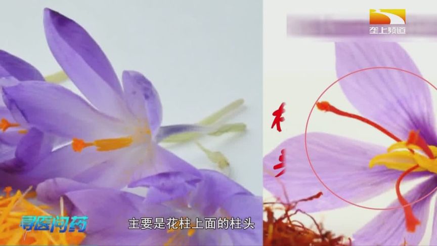 涨姿势了!原来藏红花与红花不只1字之差!医生教你一招辨别