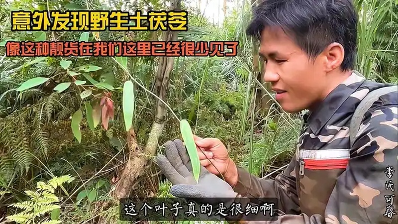 继续进山挖五指毛桃,意外发现2颗野生土茯苓!这应该能赚点钱吧