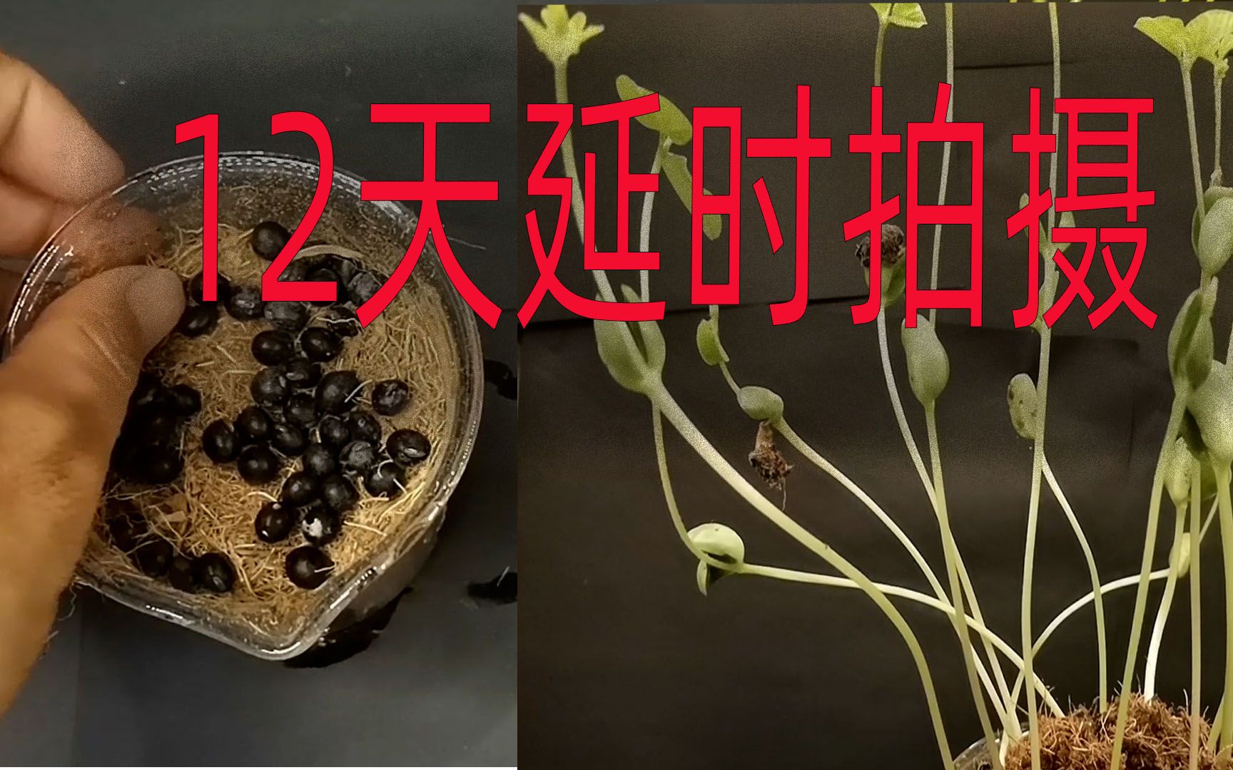 {黑豆}耗时12天时间拍摄,植物的成长延时摄影。《 豆类--第三集》