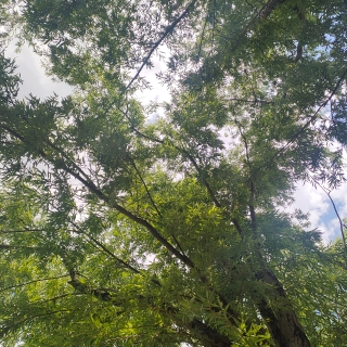 逆天地人三合 