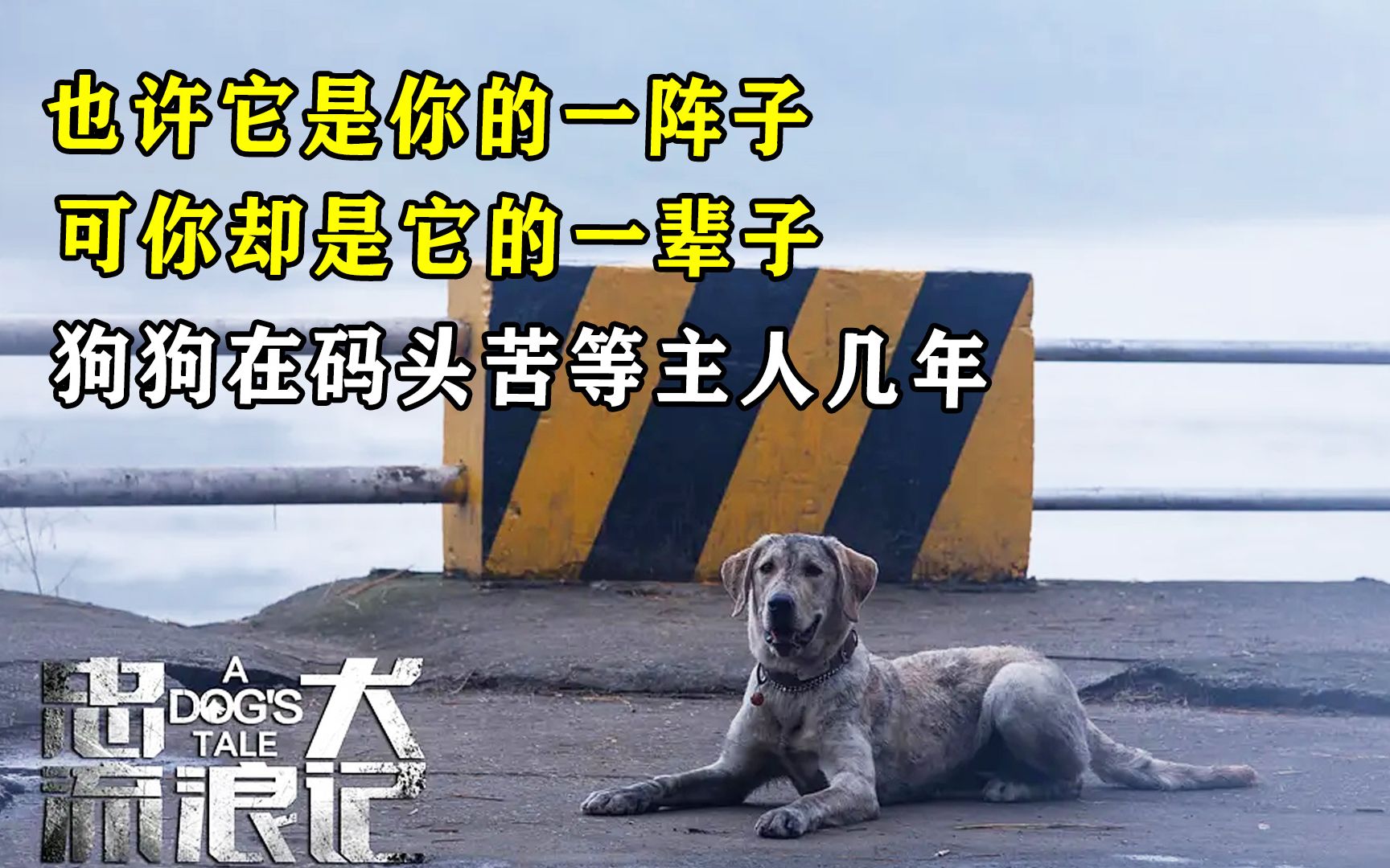 根据真实故事改编,搜救犬跨省流浪街头,只为了找到主人