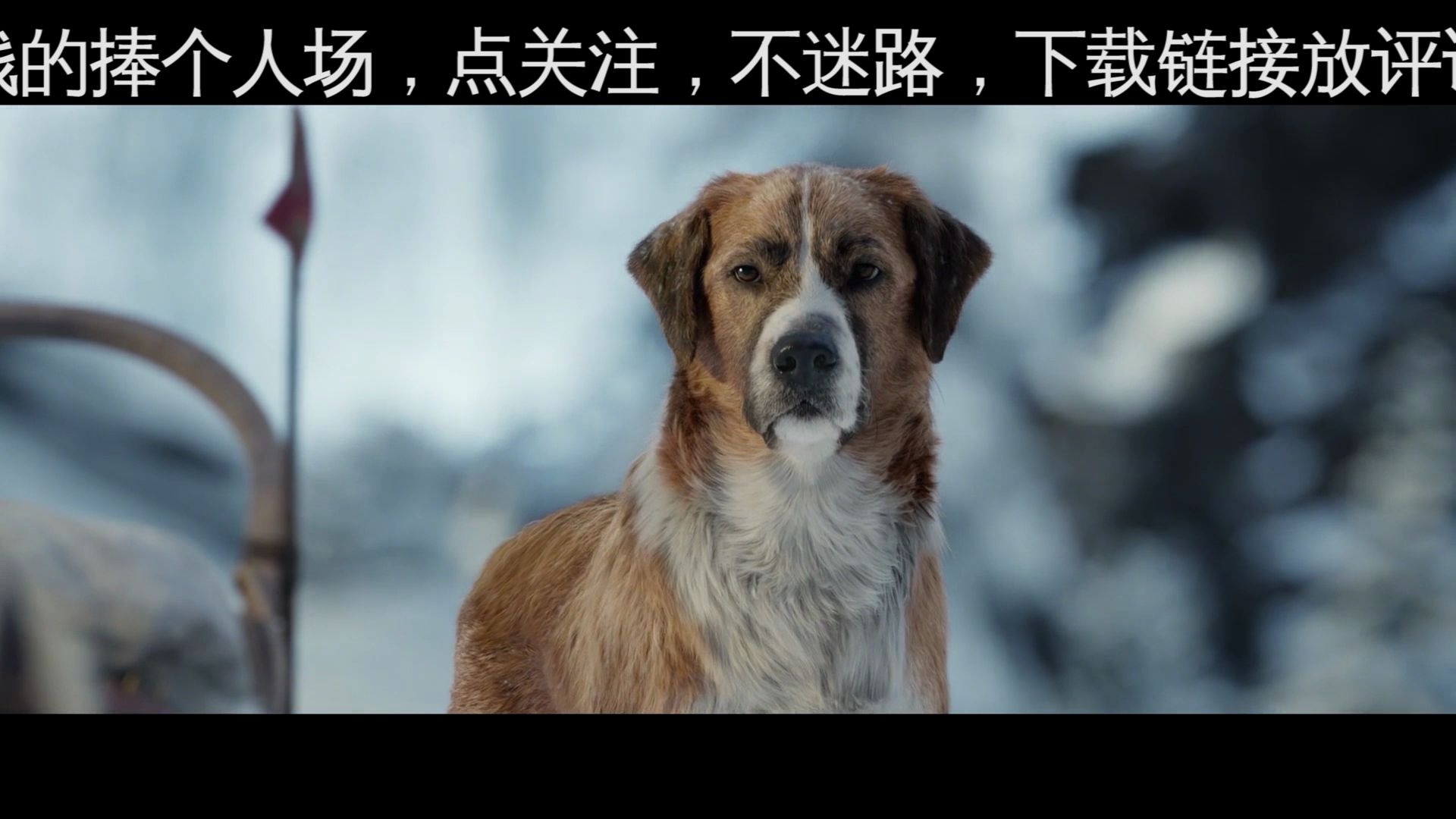 【野性的呼唤】高清未删减,要的速度来,整理好了