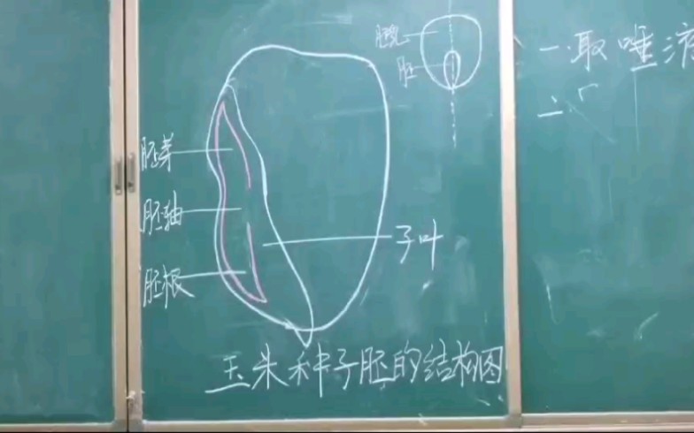 生物实验—观察玉米种子胚的结构