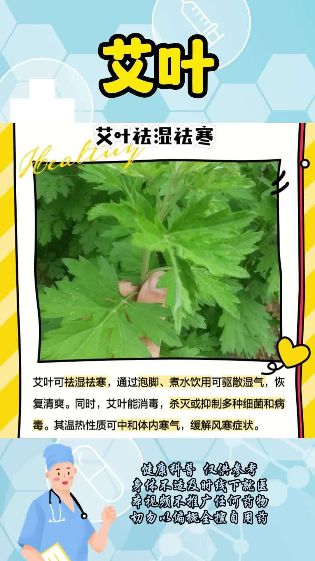 艾叶的三大主要功效,赶紧看看吧!