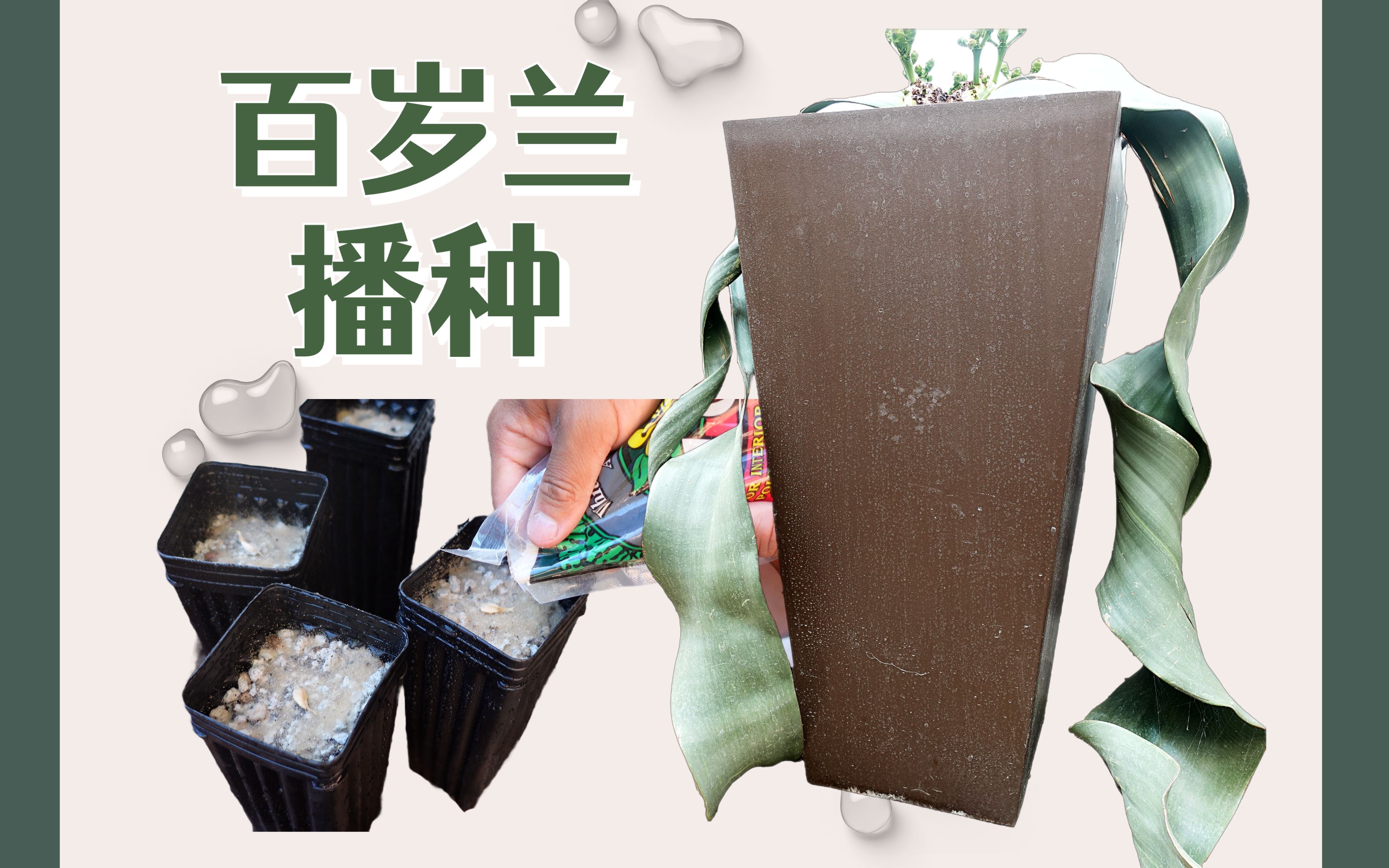 百岁兰播种记录 | 开篇 配土,深盆,消杀,种子处理