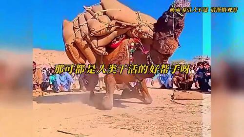 马牛骆驼都是人类的劳动工具,所以一定要善待它们