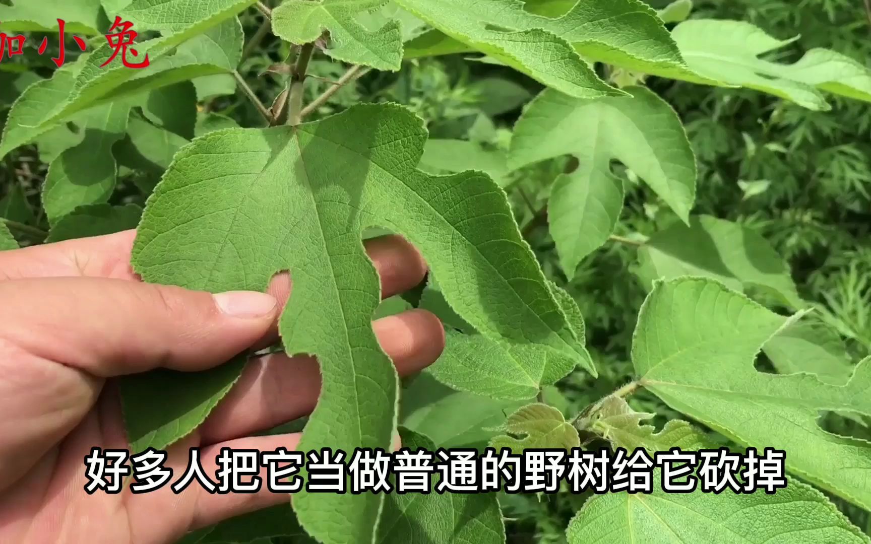 农村的构树叶是个宝,没想到价值这么高?看完涨知识了