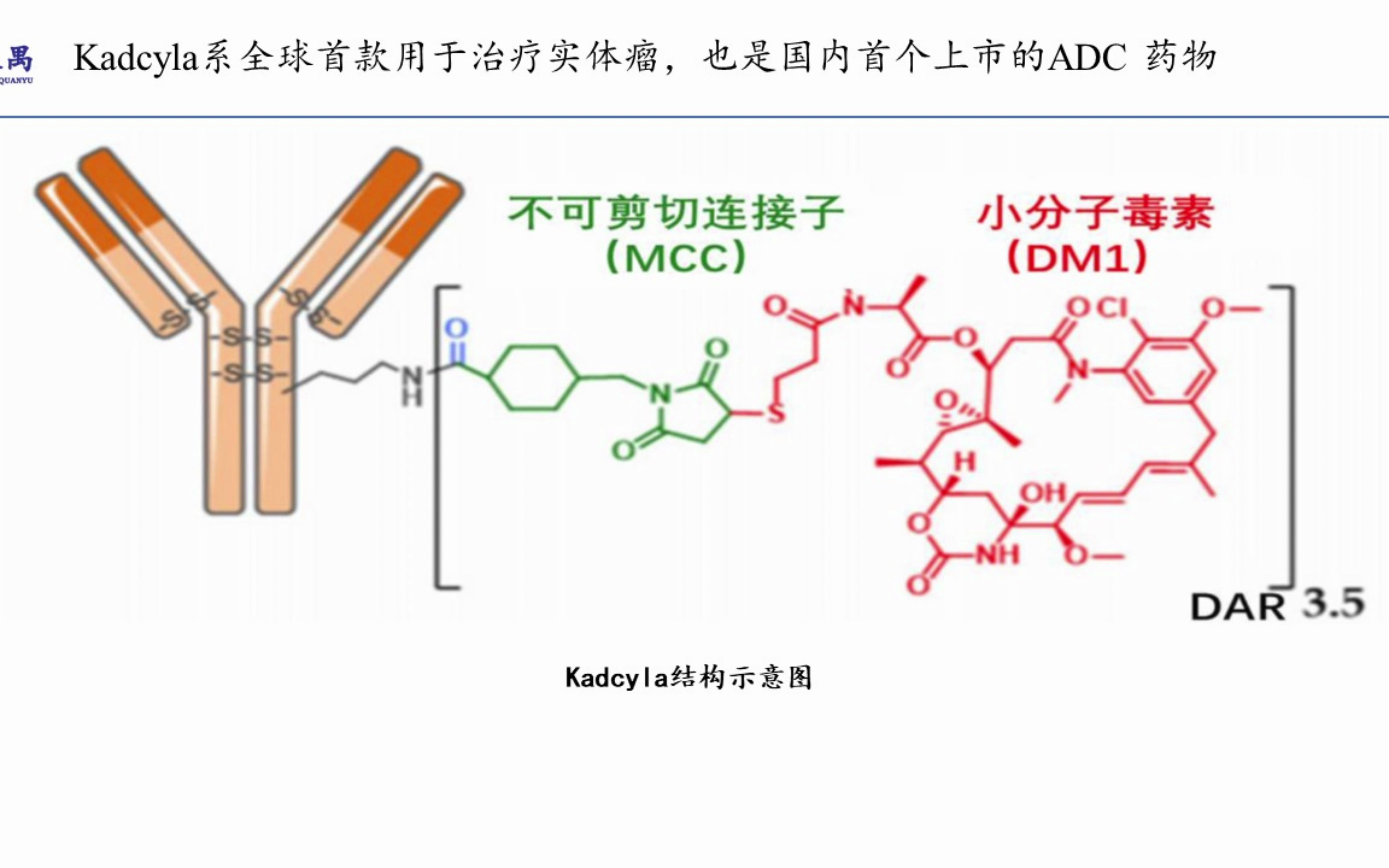 抗体偶联药物之十一:全球商业化最成功的ADC药物Kadcyla