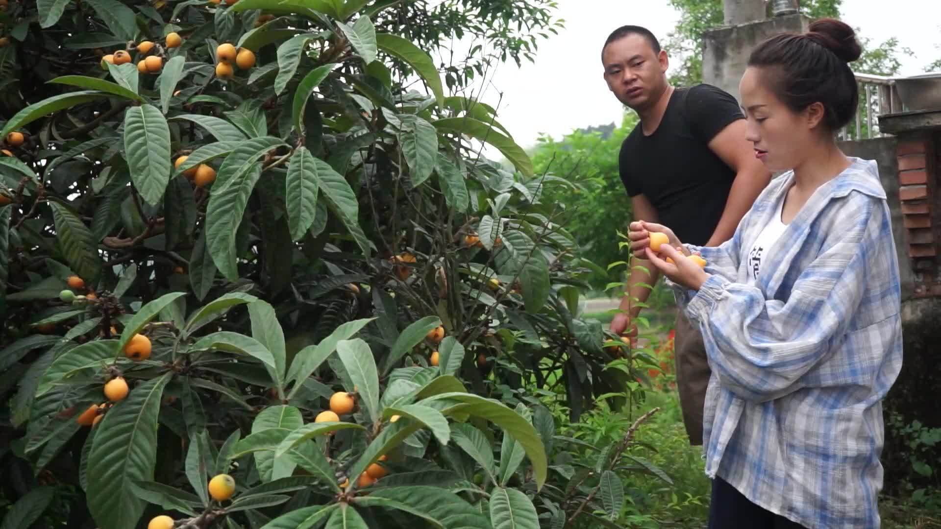 小妹在家熬制枇杷膏,方法都给你了
