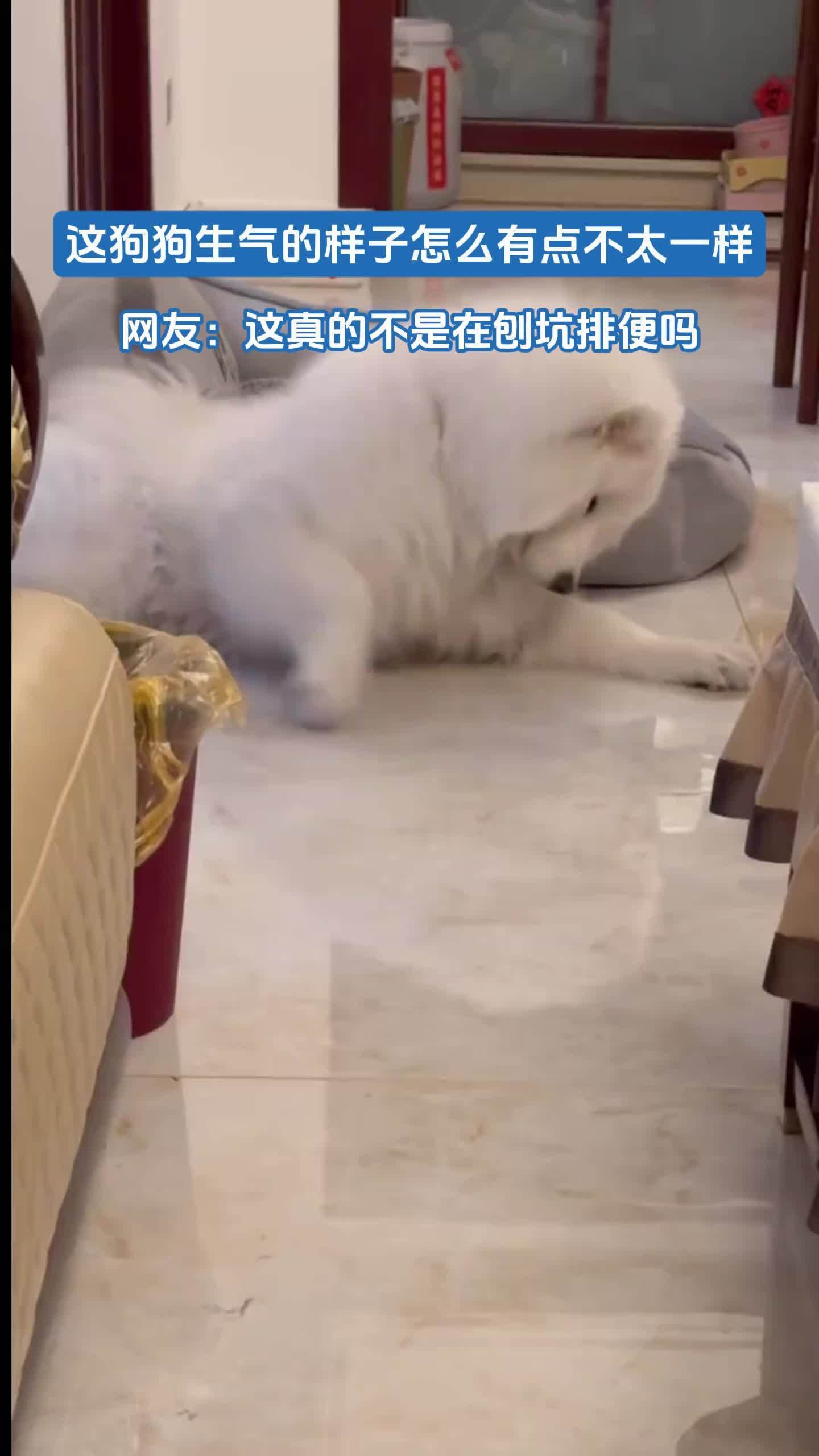 这狗狗生气的样子怎么有点不太一样