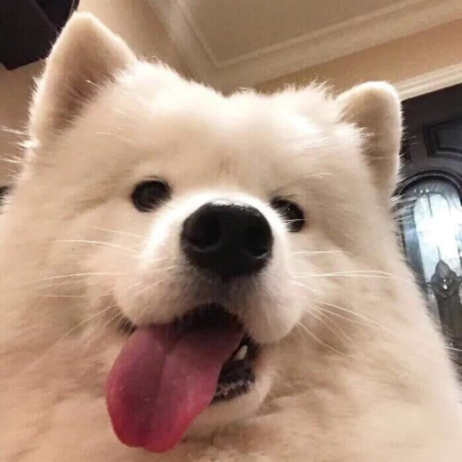 堇色Ayaooo 