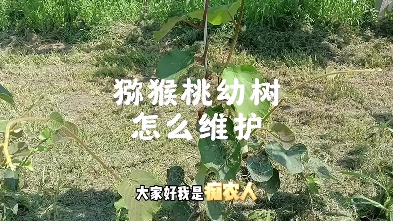 猕猴桃幼树怎么维护来看着我的视频,确保主杆正常健康生长就好