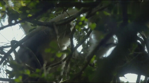 这种动物在世界其他地方,都没有分布,之生活在南非的森林地带