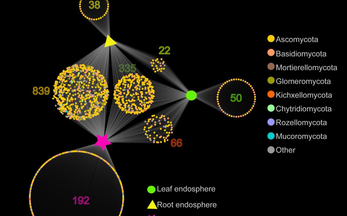 Cytoscape网络图可视化的一个小示例