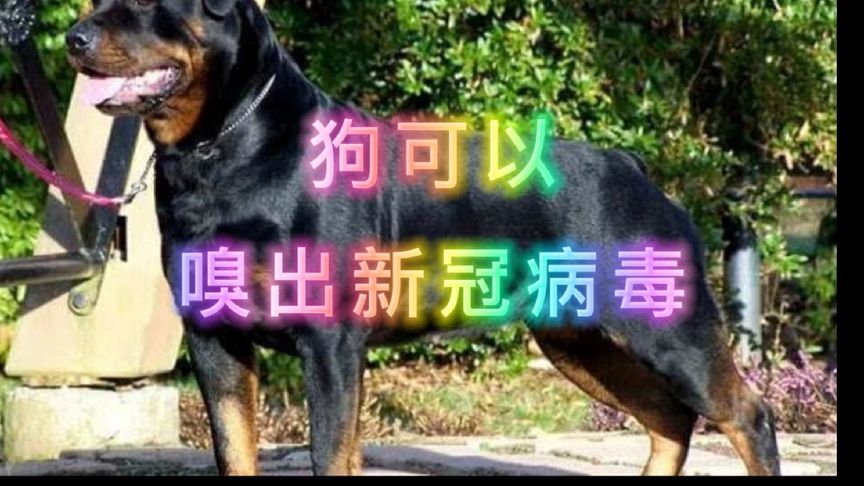 研究发现狗可以嗅出新冠病毒