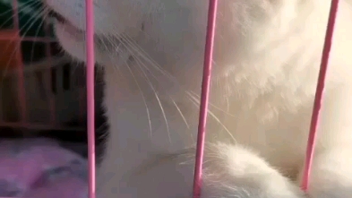 宠物托运,飞机托运,火车托运,专车按距离收费托运。随机托运,单独托运...