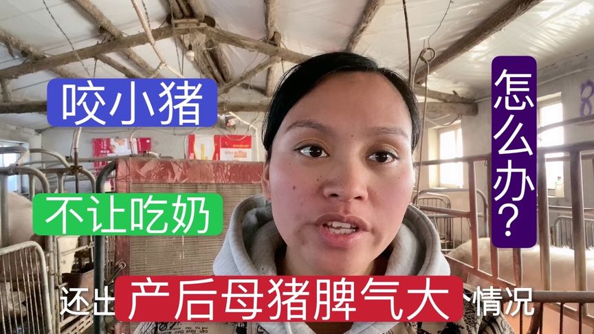 母猪乱咬小猪不让吃奶怎么办?小焦分享安全实用小技巧,值得学习